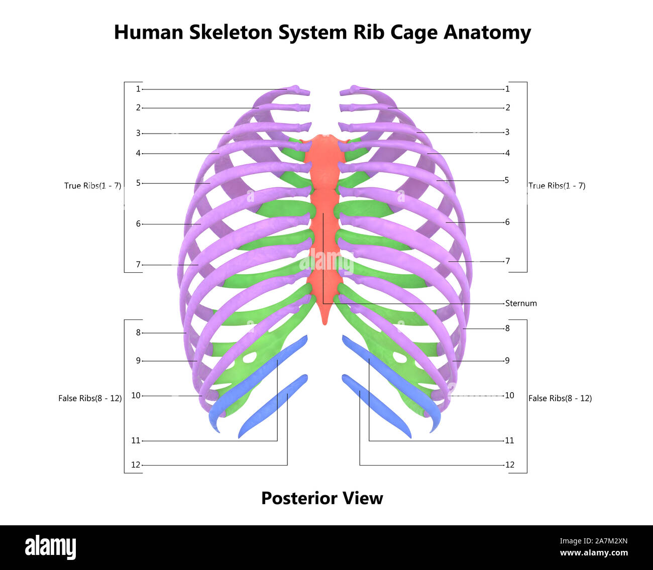 Anatomie de la cage thoracique Banque de photographies et d’images à ...