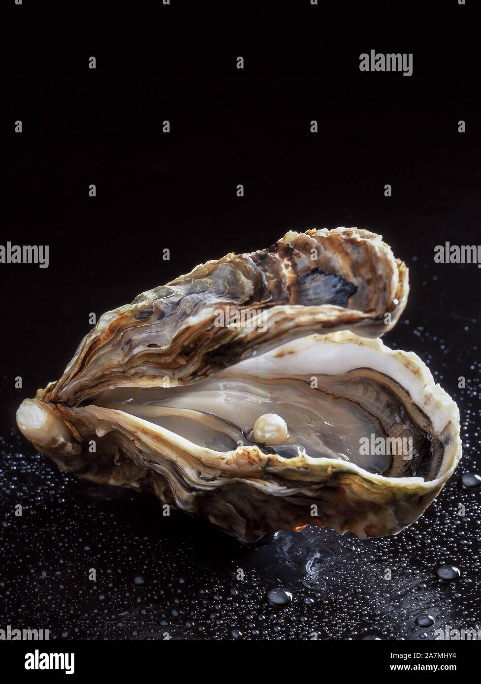 Huître perlière Banque de photographies et d’images à haute résolution ...