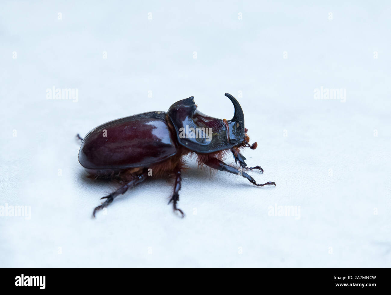 Le scarabee rhinoceros europeen Banque de photographies et d’images à ...