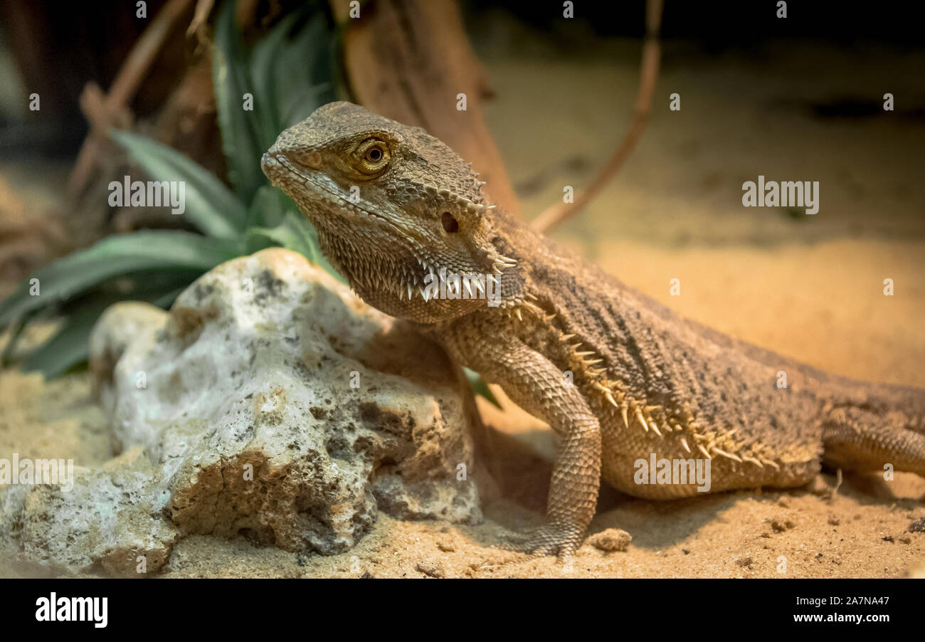 Dragon barbu mignon Banque de photographies et d’images à haute ...