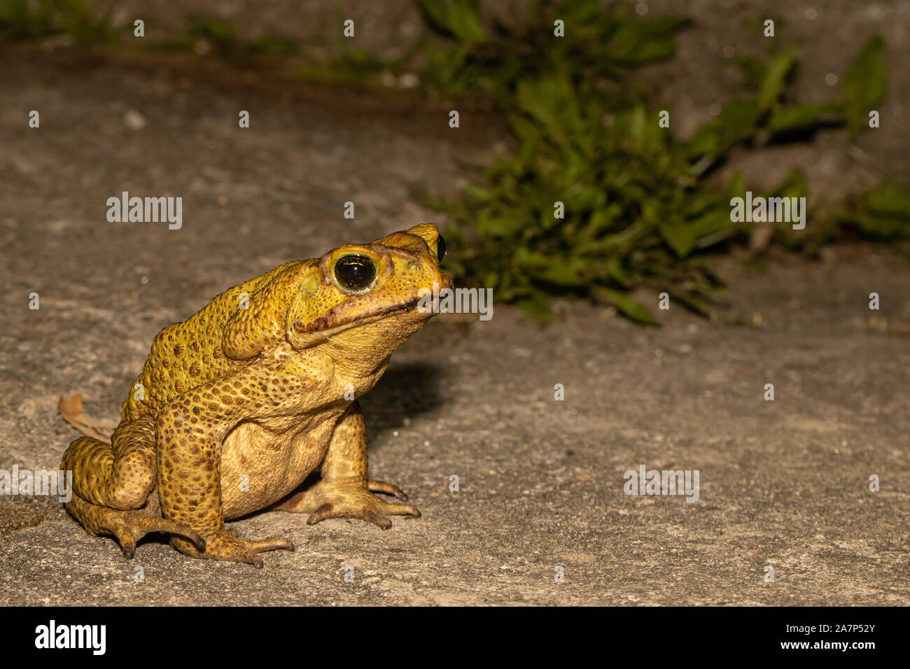 Crapaud géant Banque de photographies et d’images à haute résolution ...