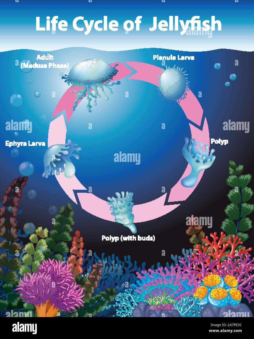 Schéma de l'illustration du cycle de vie d'une méduse Image Vectorielle ...