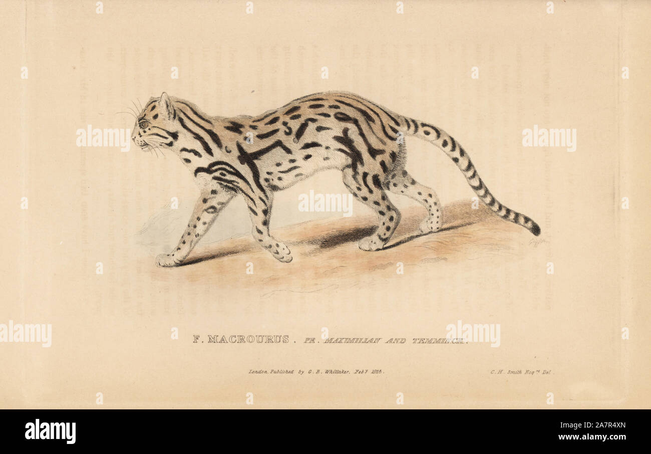 Felis macrourus Banque de photographies et d’images à haute résolution ...