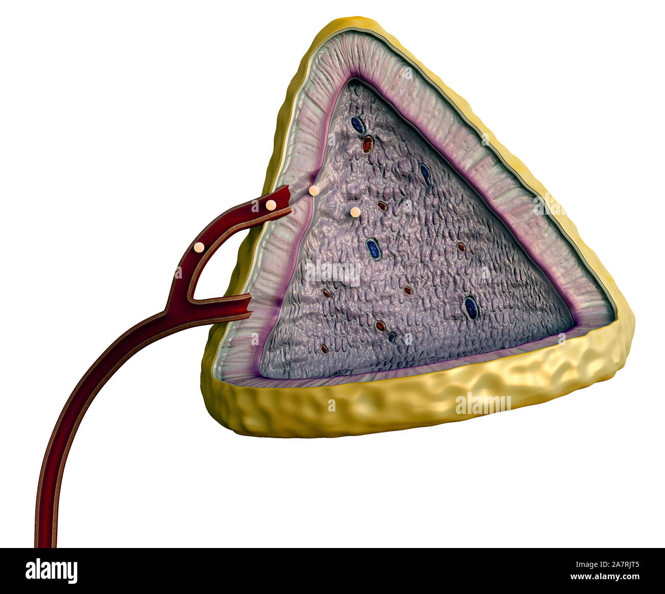 Glande surrénale, structure interne de la glande surrénale, glande ...