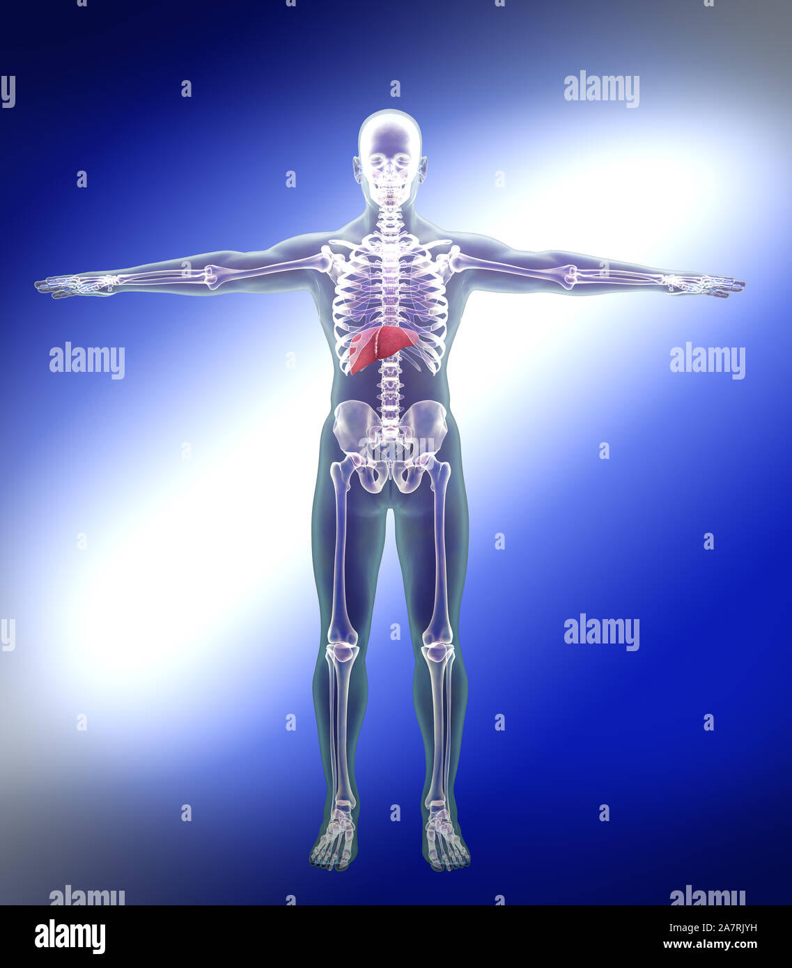 Montrant le foie sur les modèles des modèles humains, positionner le ...