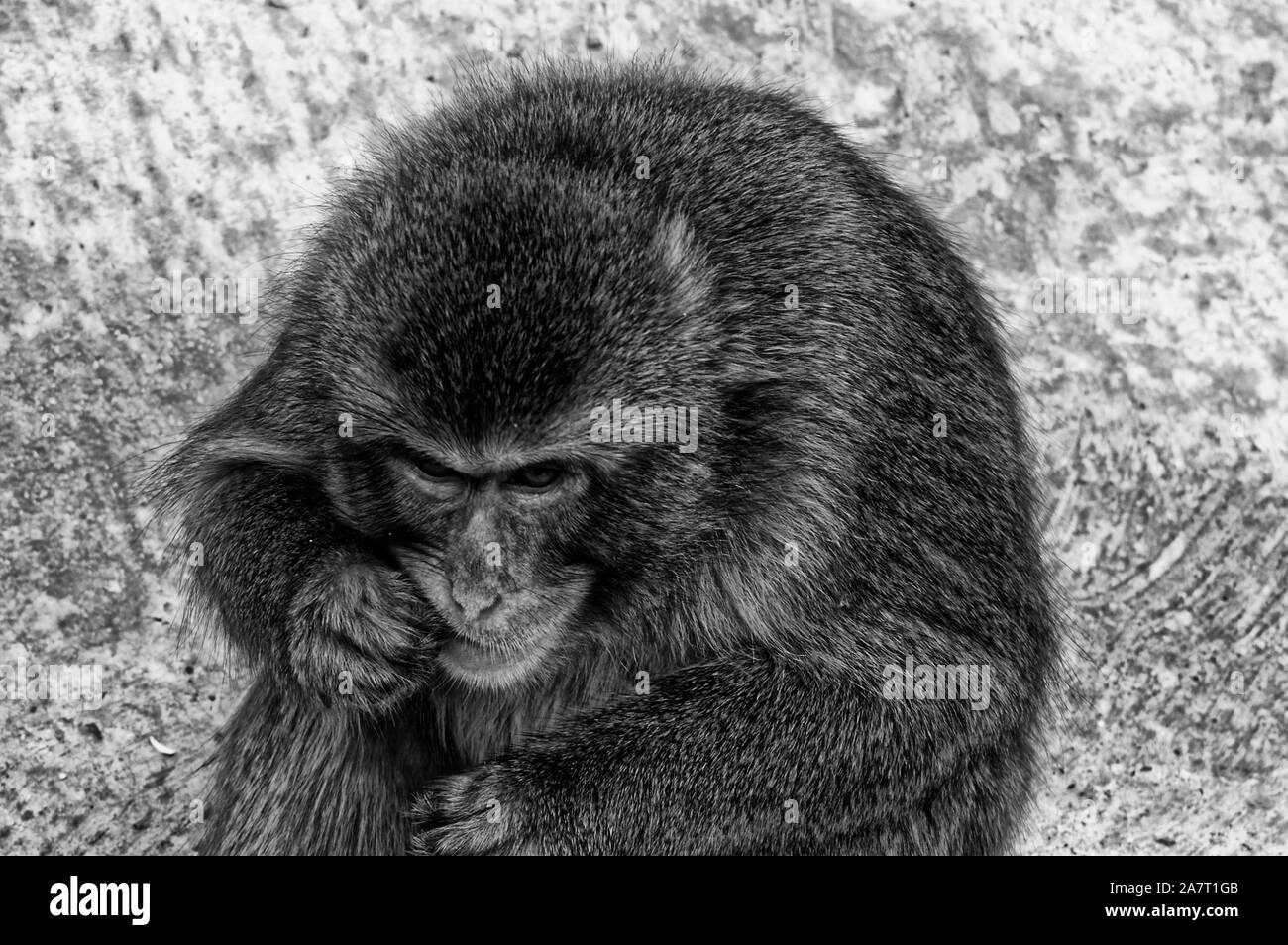Les macaques, primates, singe, animaux, photo, singe Macaca, genre de ...