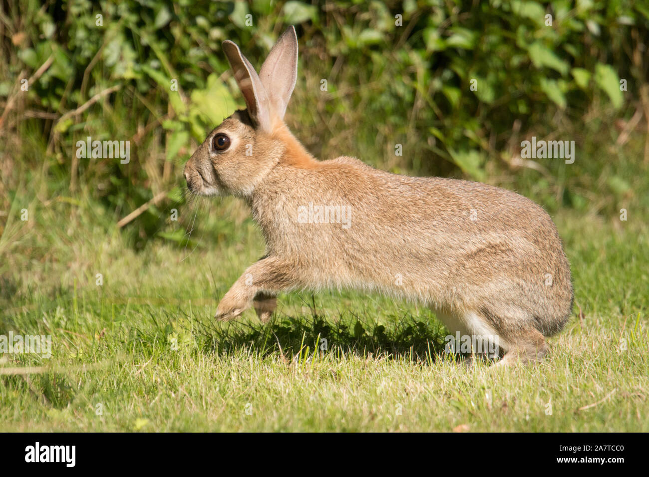 Lapin de garenne, Oryctolagus cuniculus, lapin sauvage à travers l ...