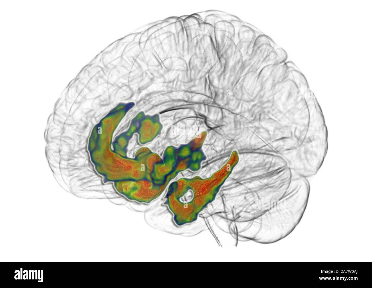 Brain lobes limbic system Banque de photographies et d’images à haute ...