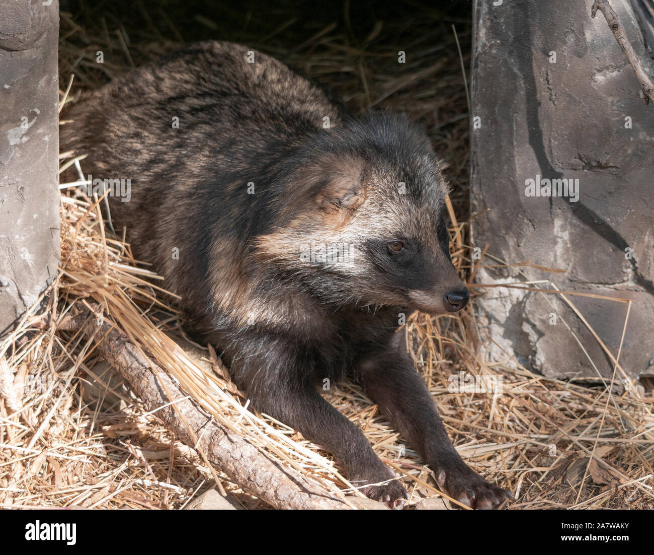 Chien viverrin nyctereutes procyonoides dans l'herbe Banque de ...
