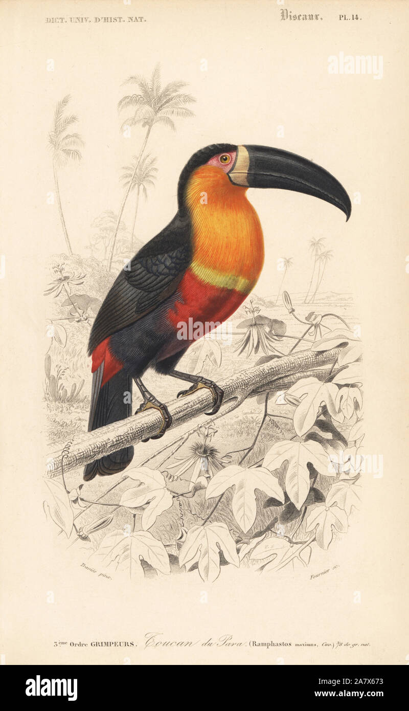 Ramphastos vitellinus ariel Banque de photographies et d’images à haute ...