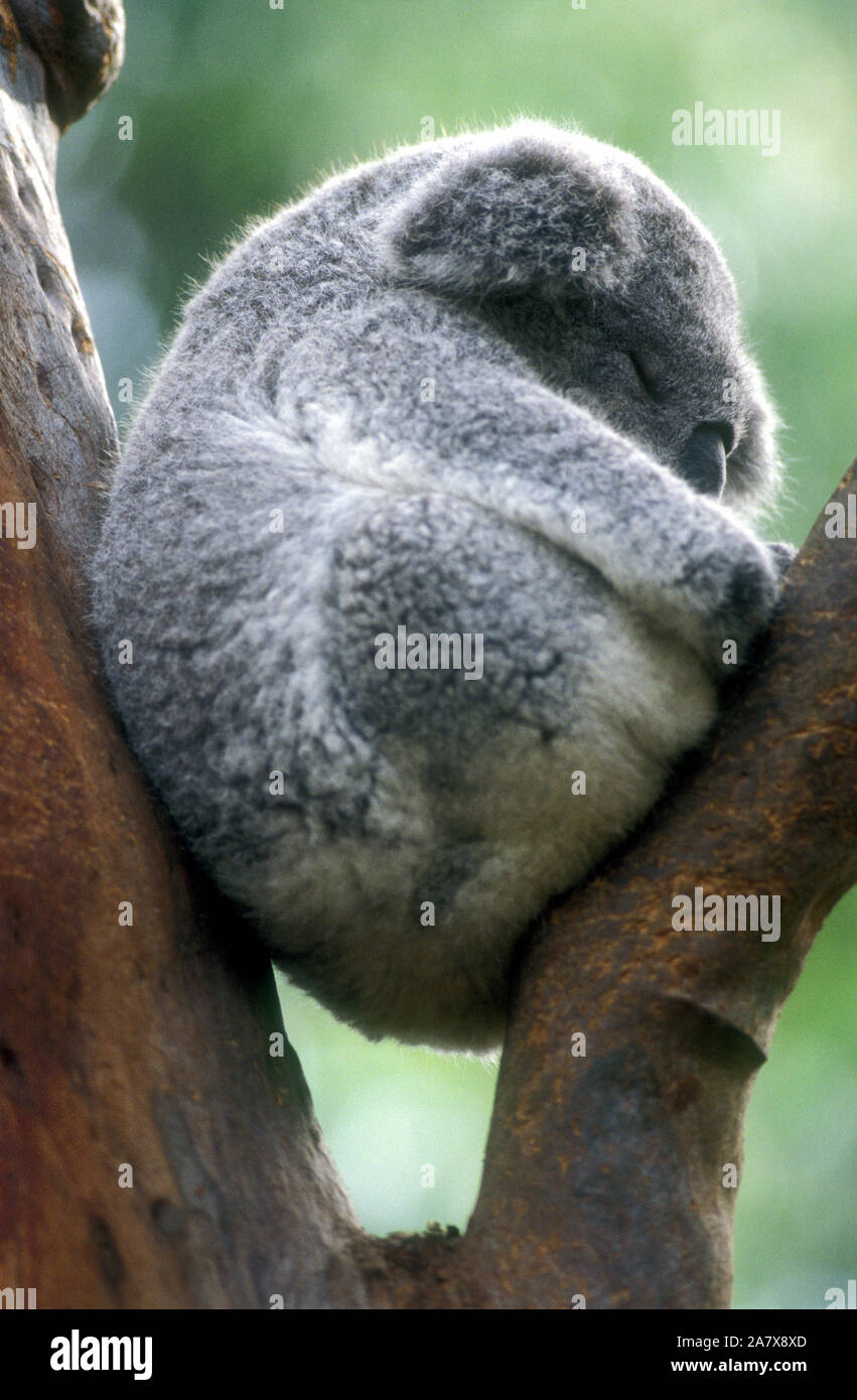 Fourche d'un arbre Banque de photographies et d’images à haute ...