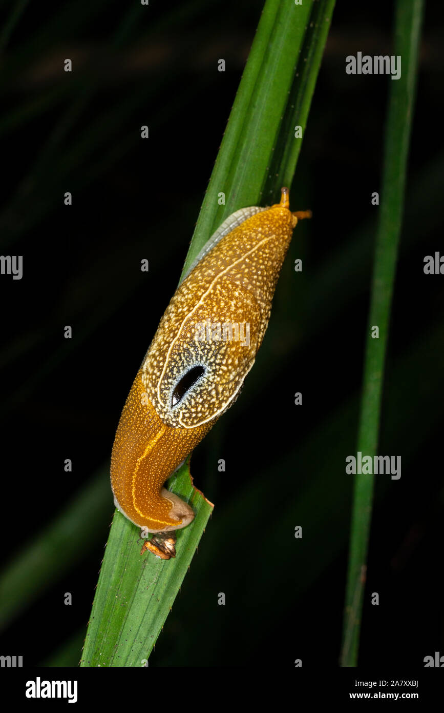 Garo hills Banque de photographies et d’images à haute résolution - Alamy