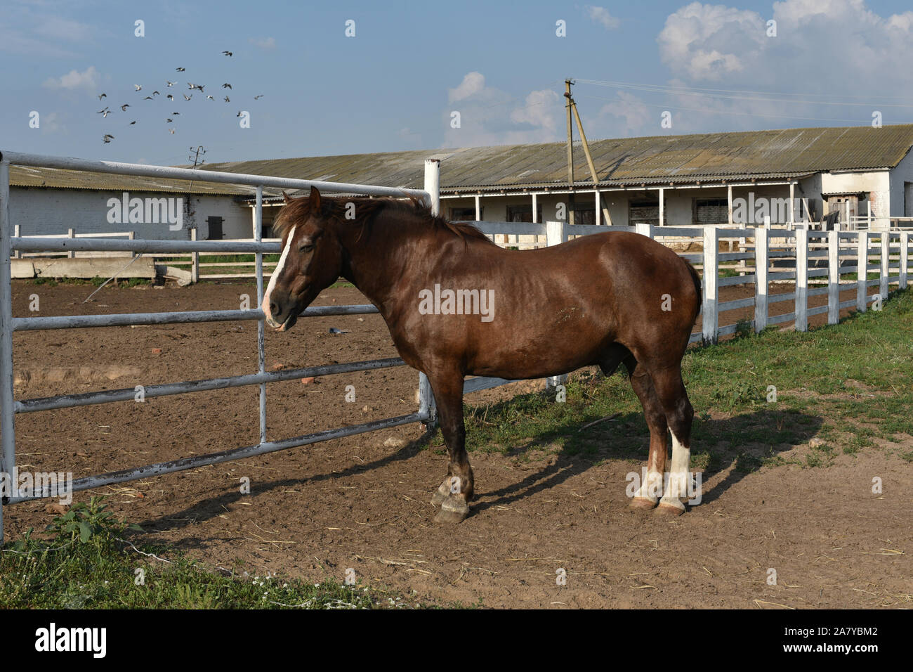 Horse farm scene. Cheval de ferme. Le cheval est rouge avec des taches ...