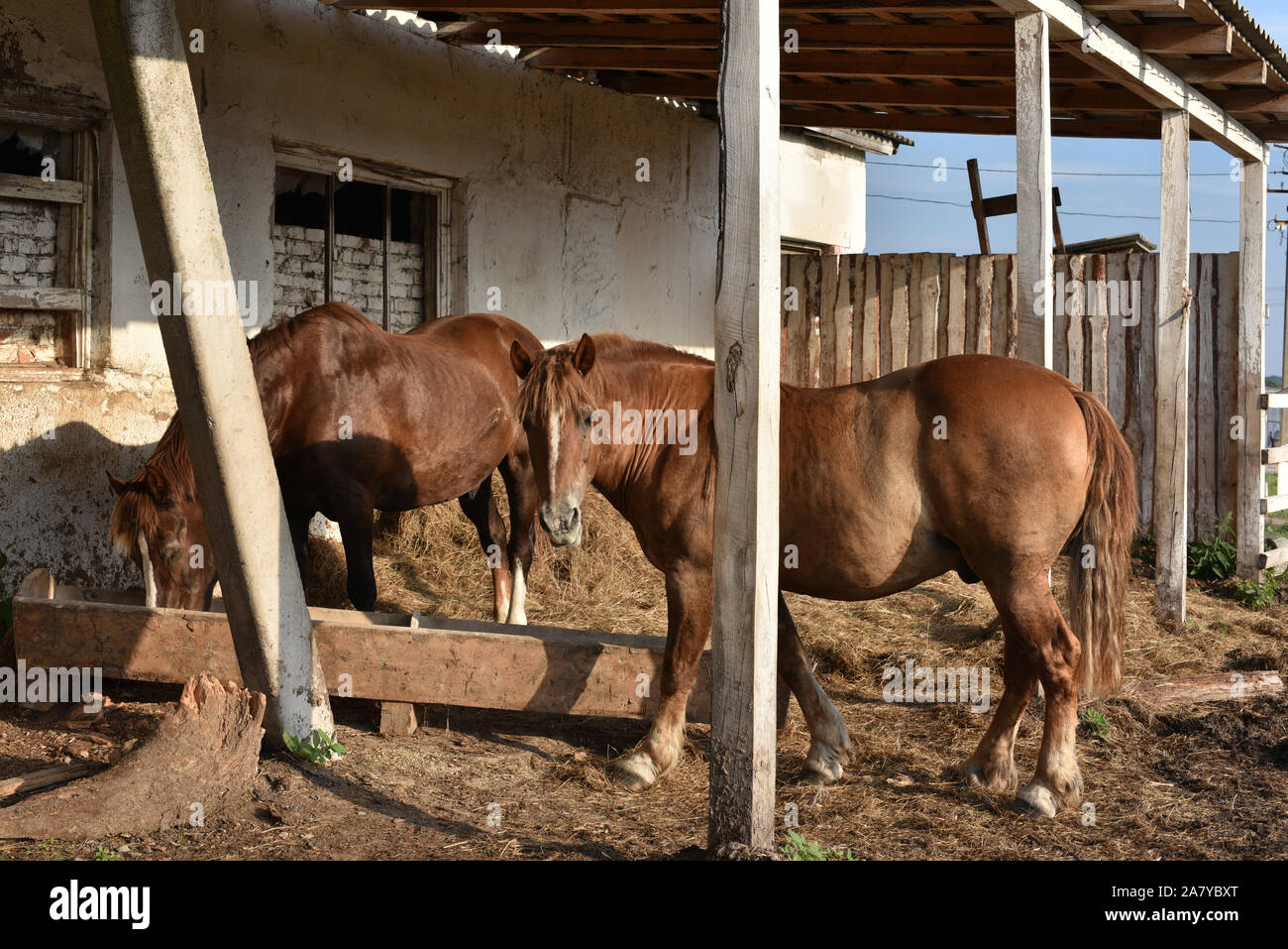 Horse farm scene. Cheval de ferme. Le cheval est rouge avec des taches ...
