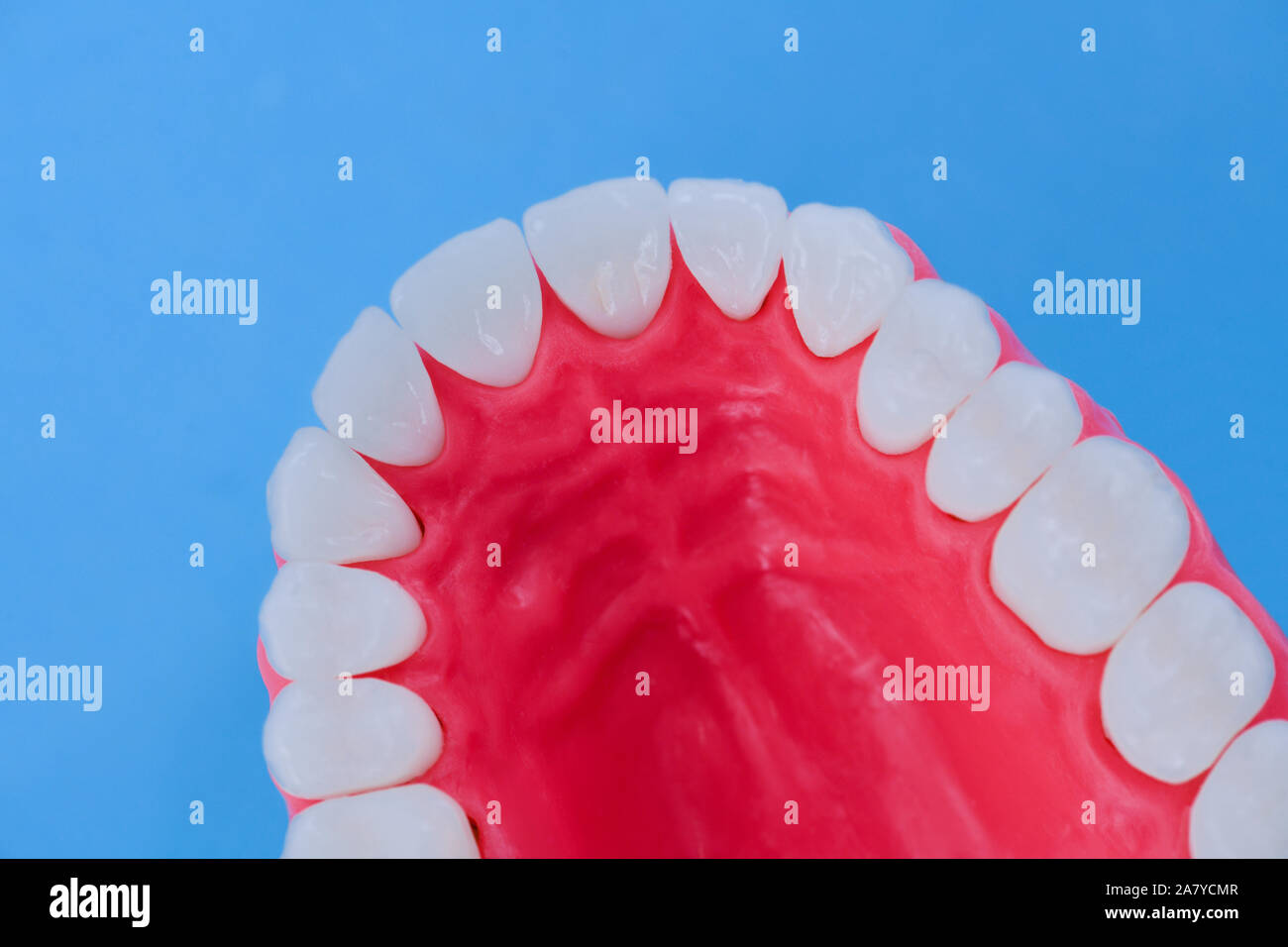 La mâchoire humaine avec l'anatomie des dents et des gencives en illustration médicale modèle ...