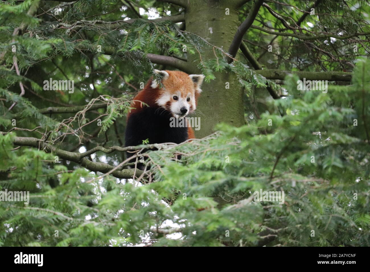 Pandas rouges Banque de photographies et d’images à haute résolution ...