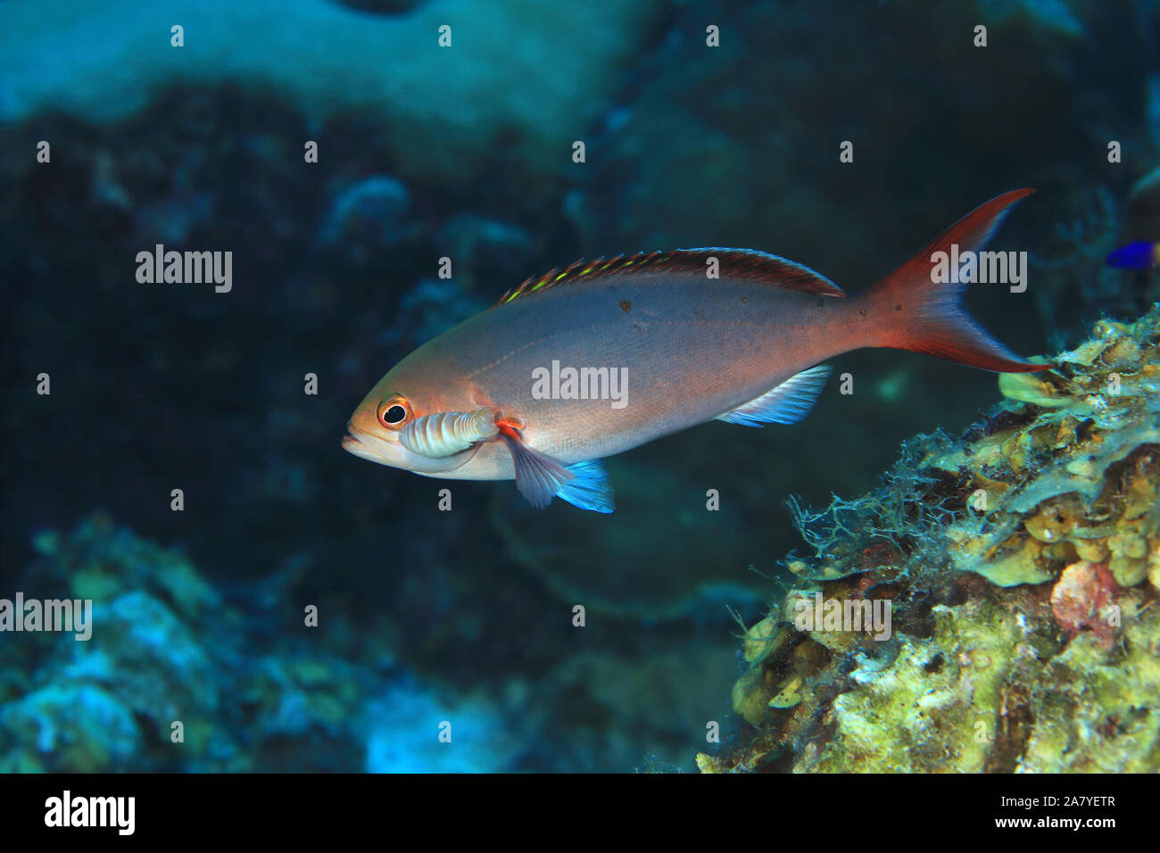 Parasite des poissons de mer Banque de photographies et d’images à ...