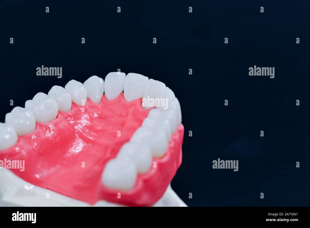 La mâchoire humaine avec l'anatomie des dents et des gencives en illustration médicale modèle ...