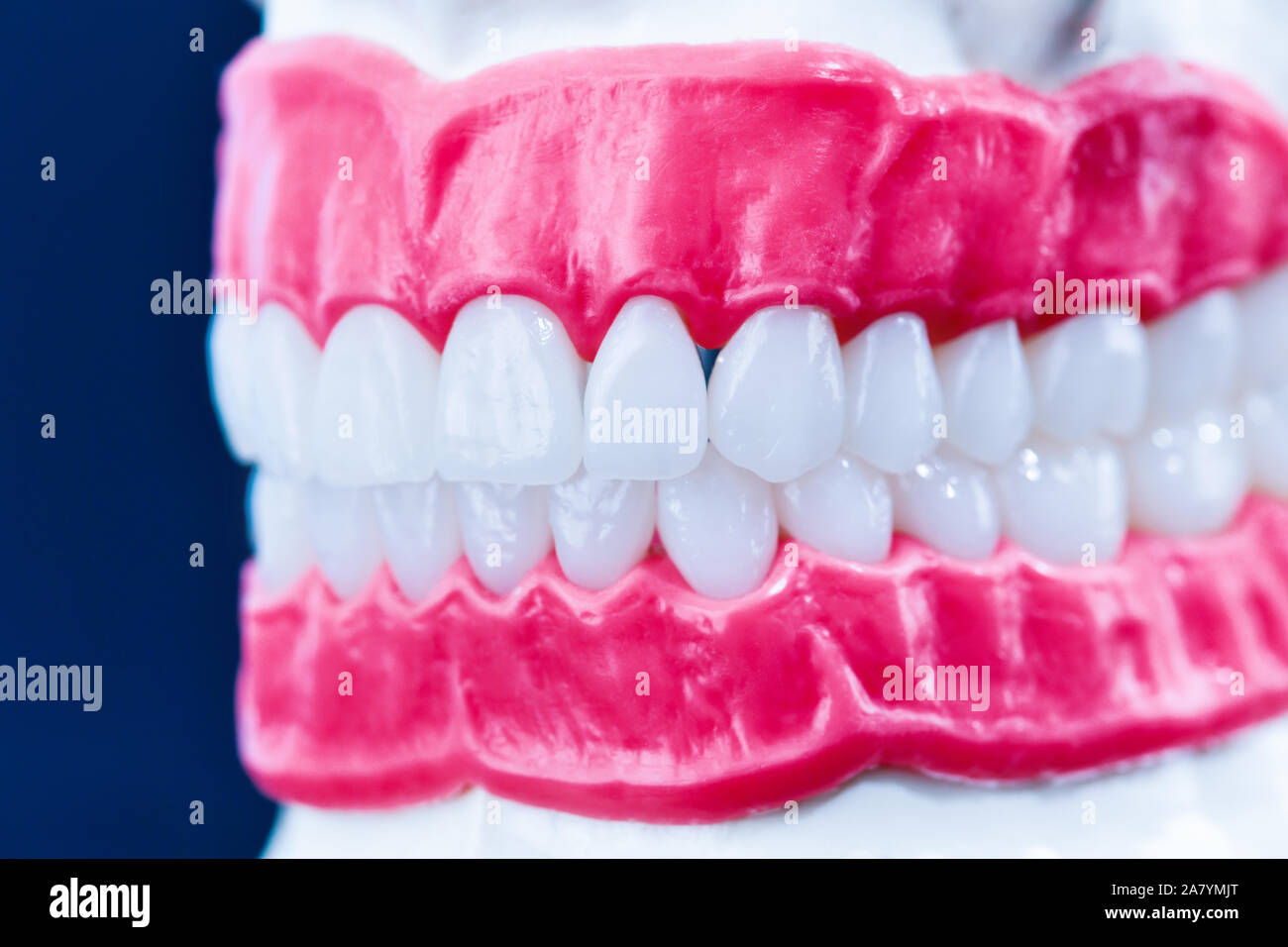 Mâchoire humaine avec l'anatomie des dents et des gencives en illustration médicale modèle isolé ...