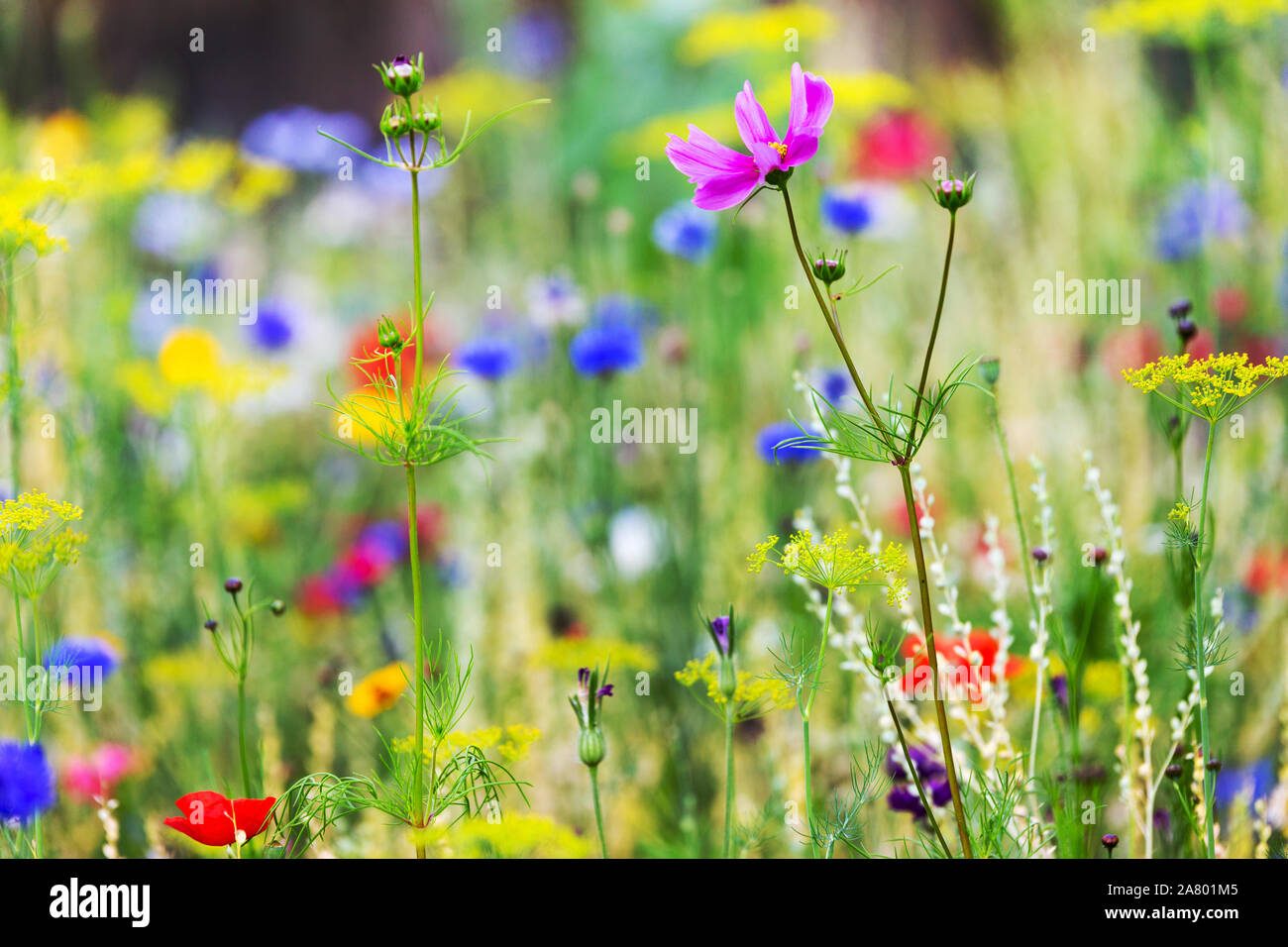 Planter un habitat pour les insectes, prés de fleurs sauvages avec des ...