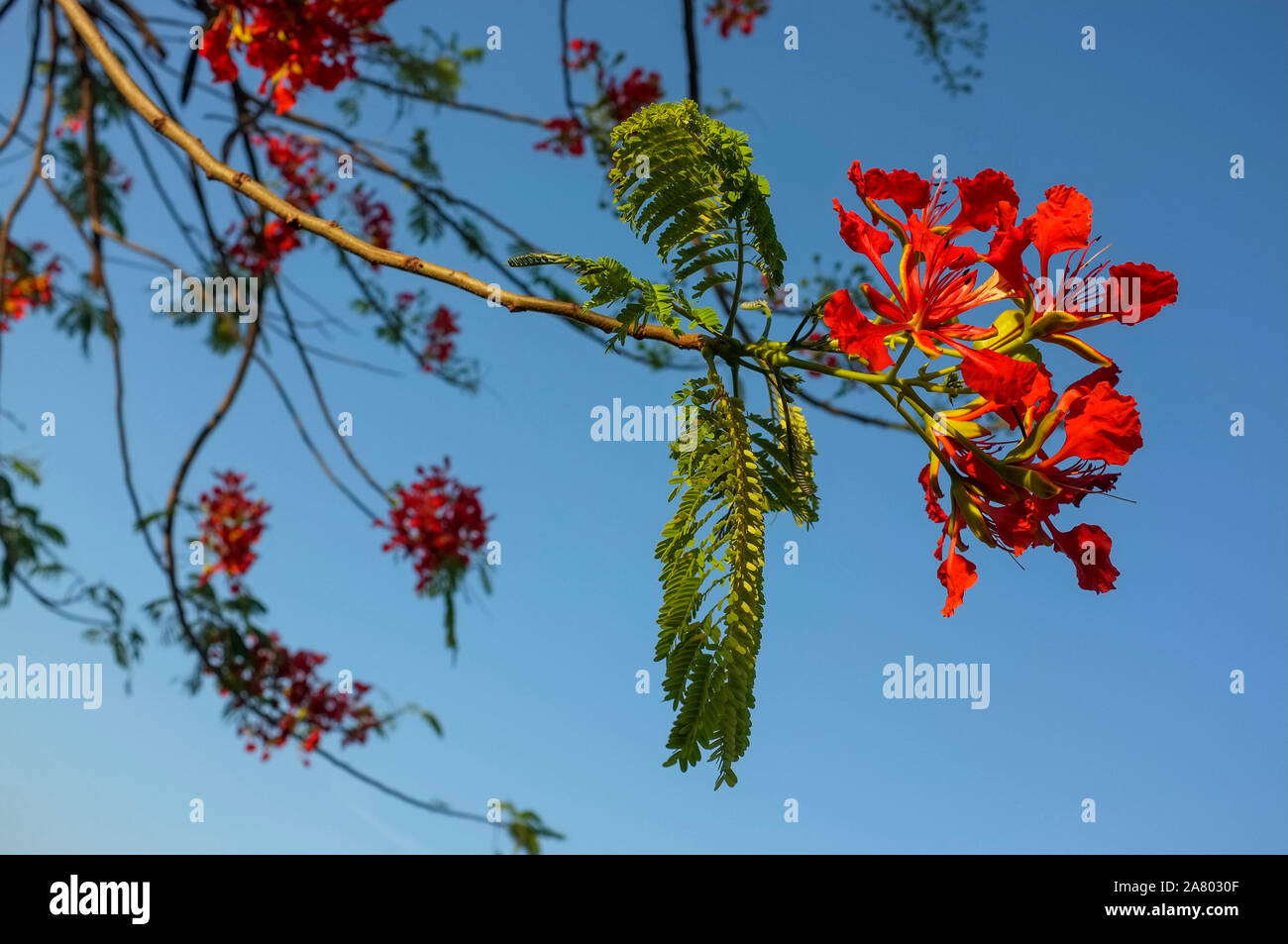 Royal poinciana delonix regia Banque de photographies et d’images à ...