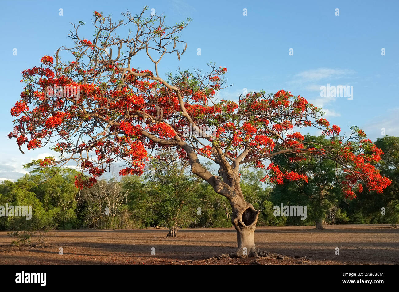 Royal poinciana delonix regia Banque de photographies et d’images à ...