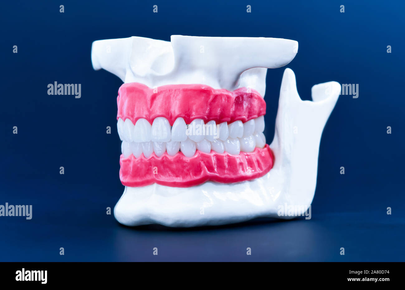 Mâchoire humaine avec l'anatomie des dents et des gencives en illustration médicale modèle isolé ...