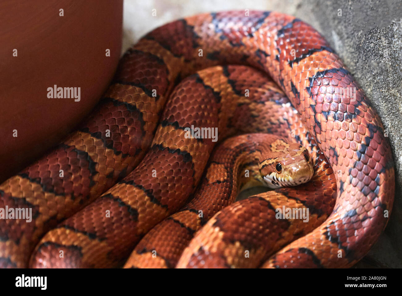 Un serpent rouge enroulé sur lui-même - Notion d'animaux sauvages Photo ...