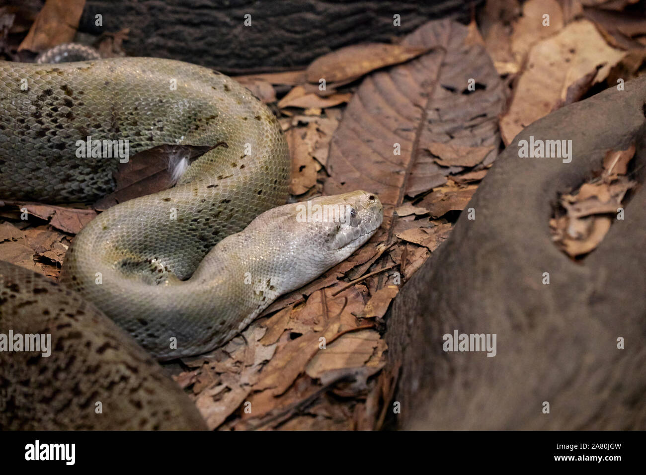 Serpent Constrictor Banque d'image et photos - Alamy