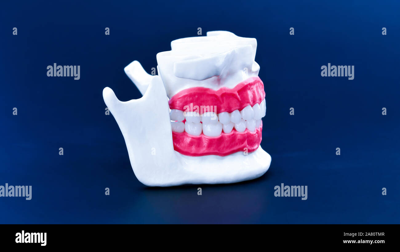 Mâchoire humaine avec l'anatomie des dents et des gencives en illustration médicale modèle isolé ...