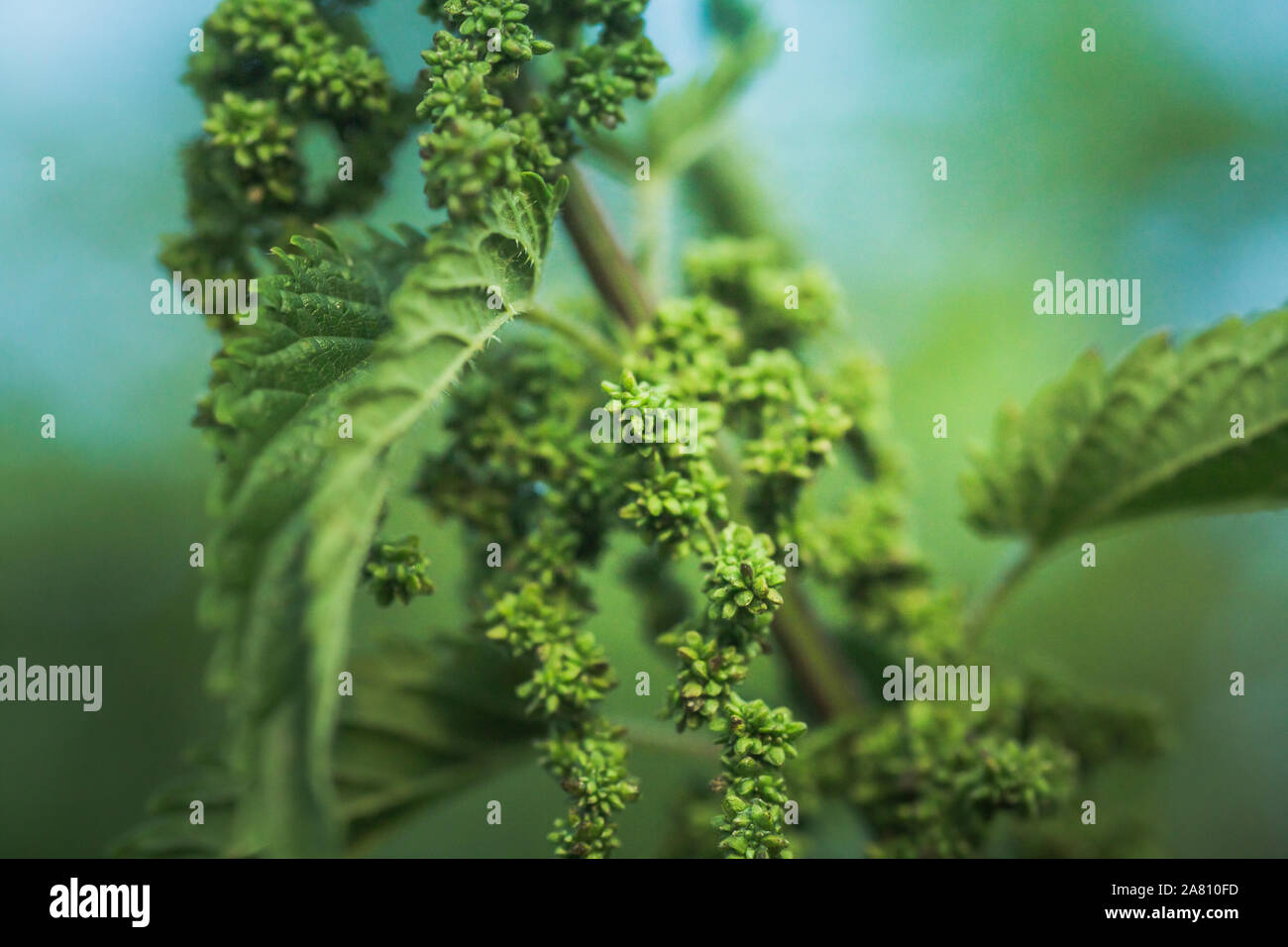 L'ortie fleurs et bourgeons de près. La floraison d'été des plantes ...