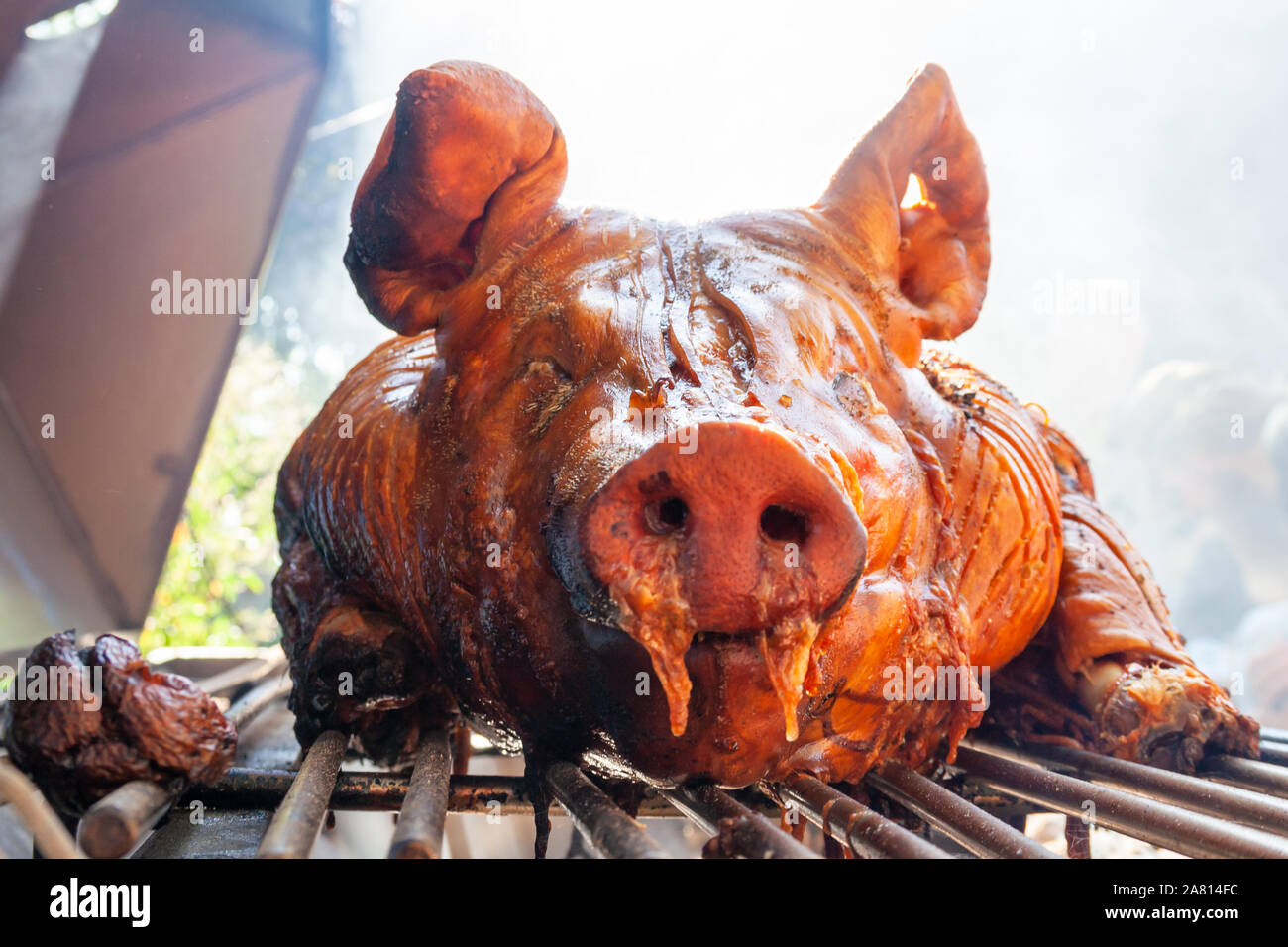 Cochon de lait Banque de photographies et d’images à haute résolution ...