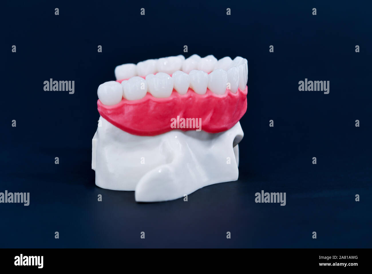 La mâchoire humaine avec l'anatomie des dents et des gencives en ...