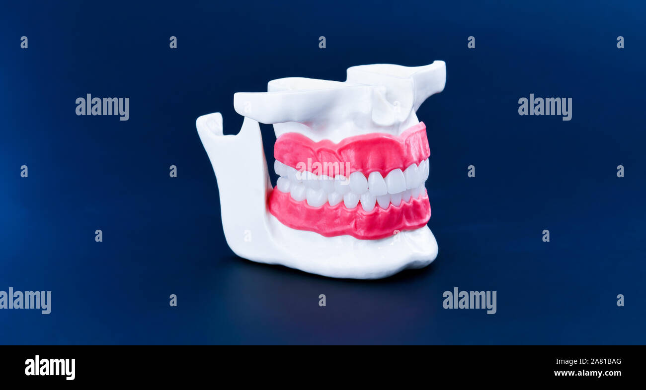 Mâchoire humaine avec l'anatomie des dents et des gencives en illustration médicale modèle isolé ...
