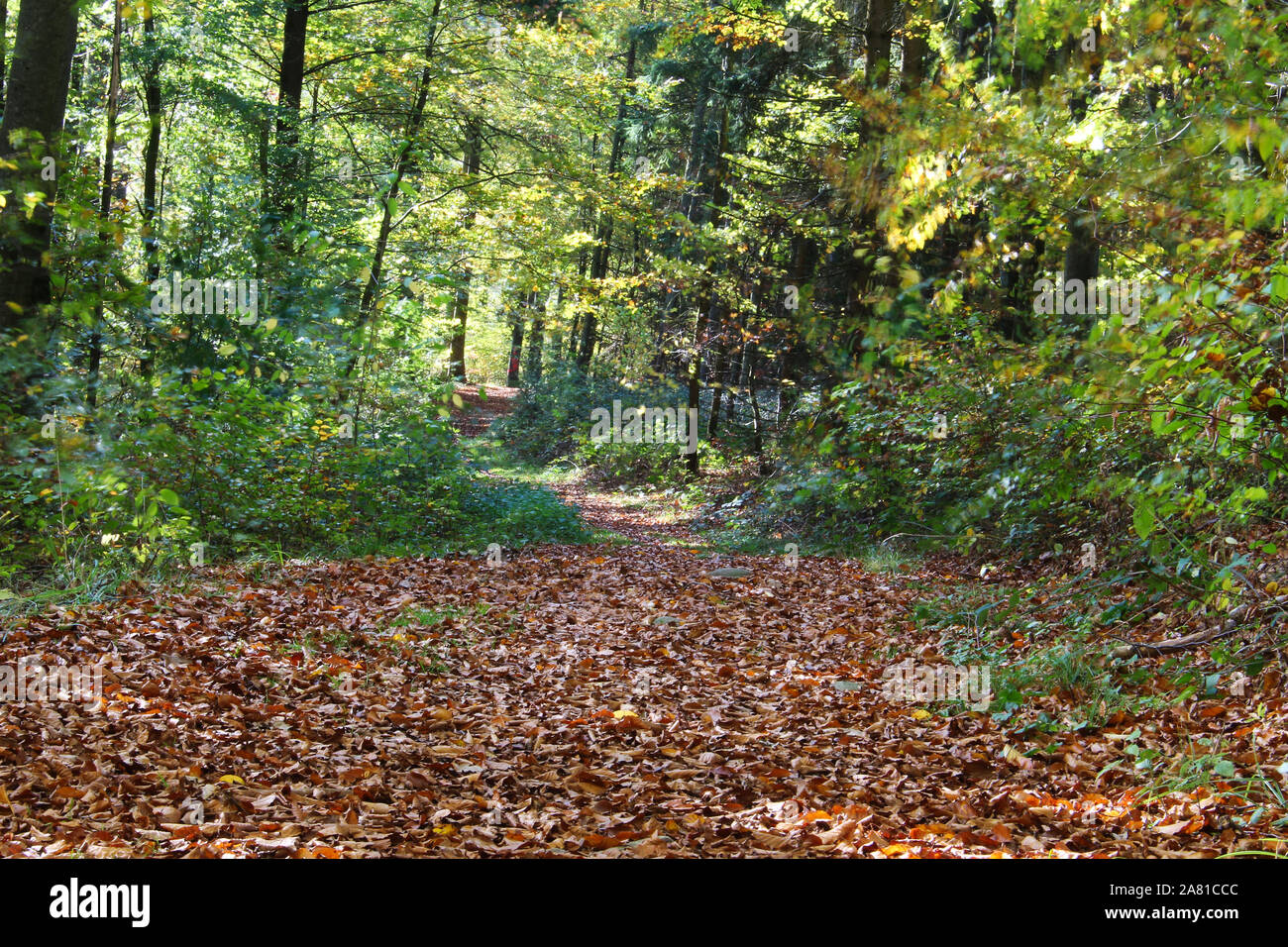 Chemin ensoleillé recouvert de feuilles Banque de photographies et d ...