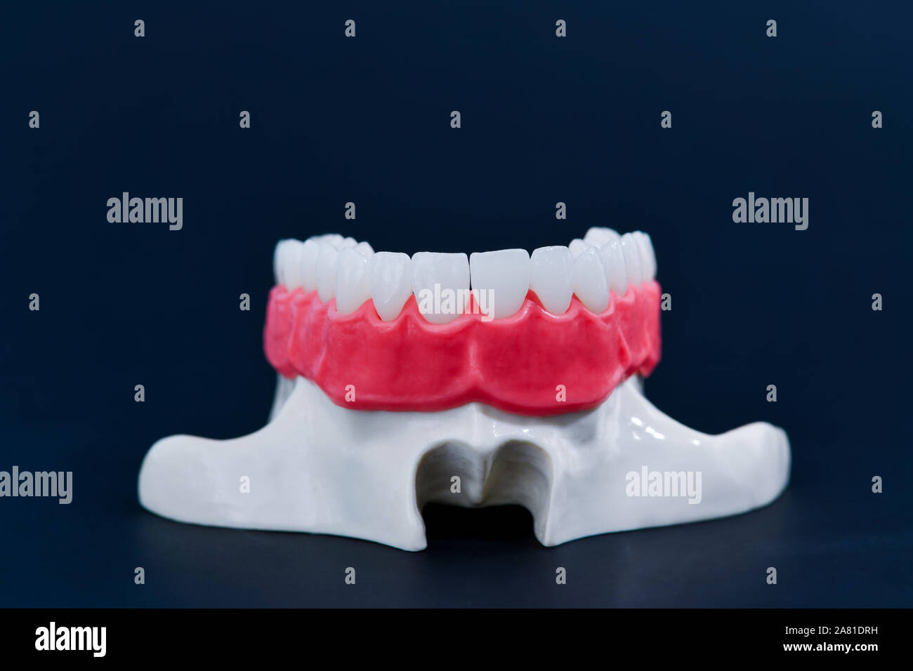 La mâchoire humaine avec l'anatomie des dents et des gencives en illustration médicale modèle ...