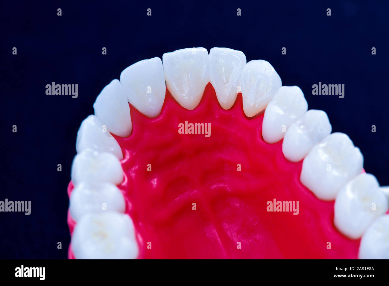 La mâchoire humaine avec l'anatomie des dents et des gencives en illustration médicale modèle ...