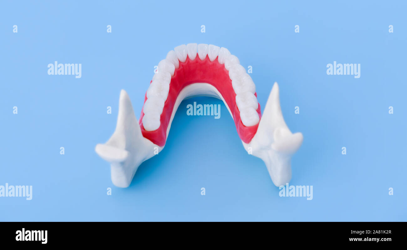 La mâchoire inférieure de l'anatomie des dents et des gencives avec ...