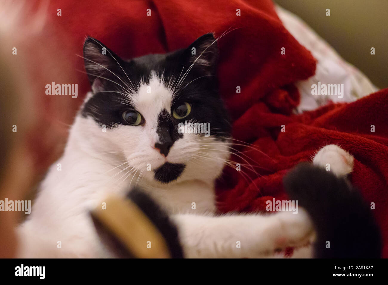 Le chat dort dans le lit Banque de photographies et d’images à haute ...
