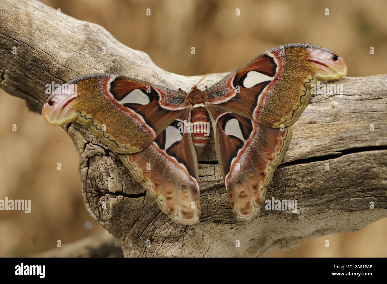 Atlas Attacus atlas ou papillon papillon est le plus grand papillon du ...