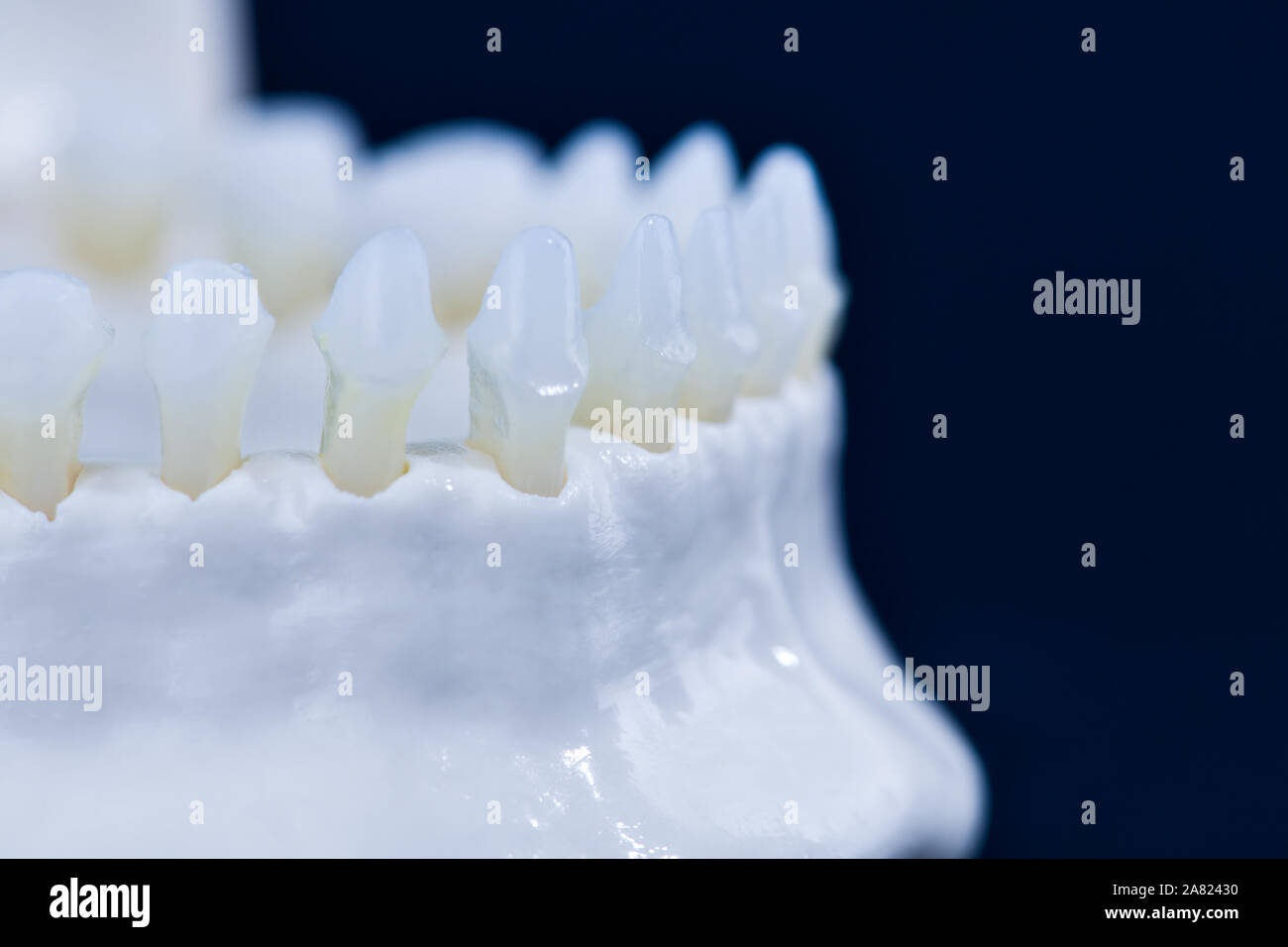 La mâchoire inférieure de l'anatomie des dents avec illustration ...