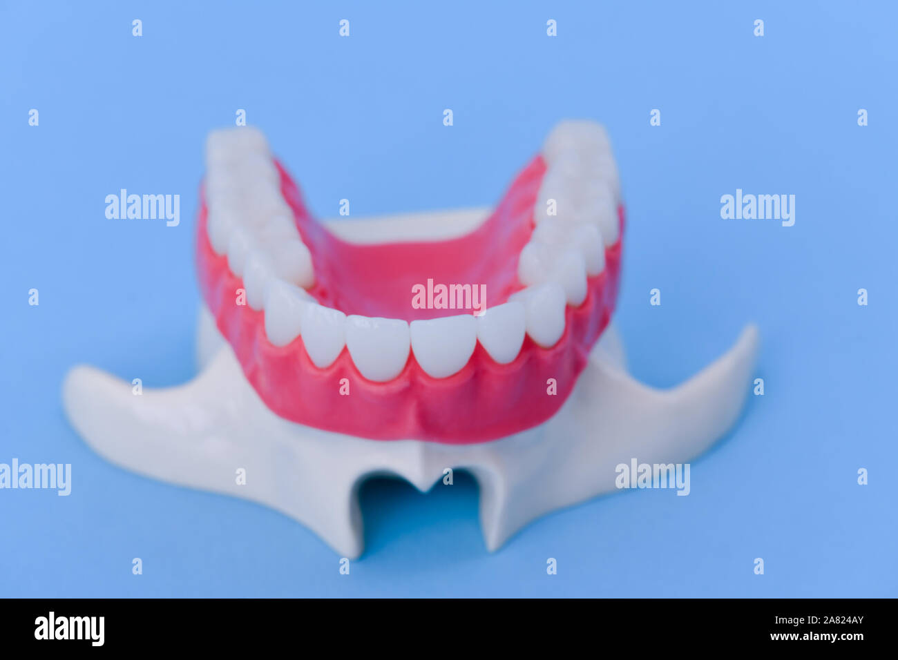 La mâchoire humaine avec l'anatomie des dents et des gencives en illustration médicale modèle ...
