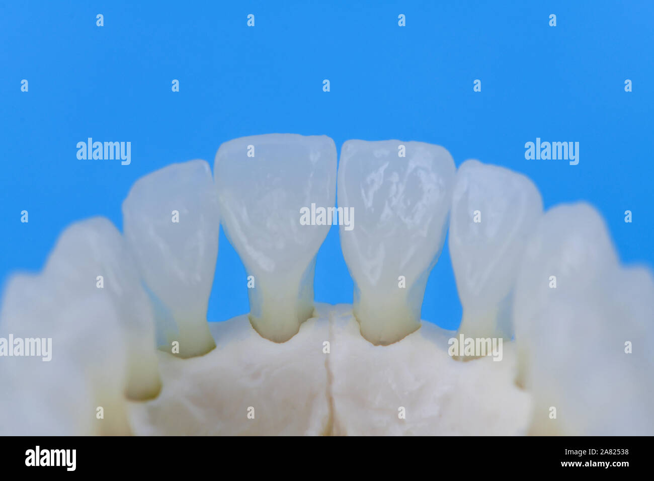 La mâchoire inférieure de l'anatomie des dents avec illustration ...