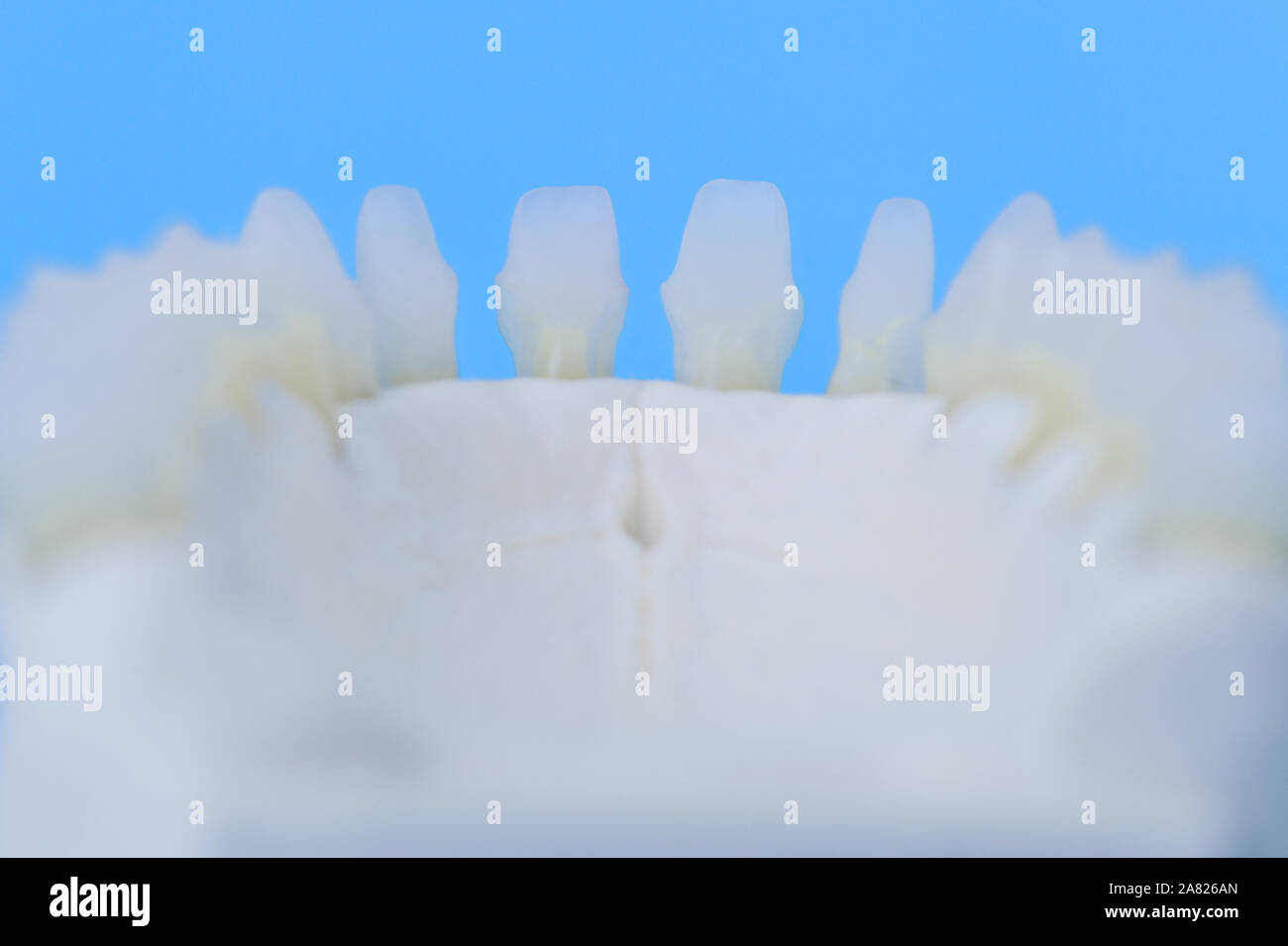 La mâchoire inférieure de l'anatomie des dents avec illustration ...
