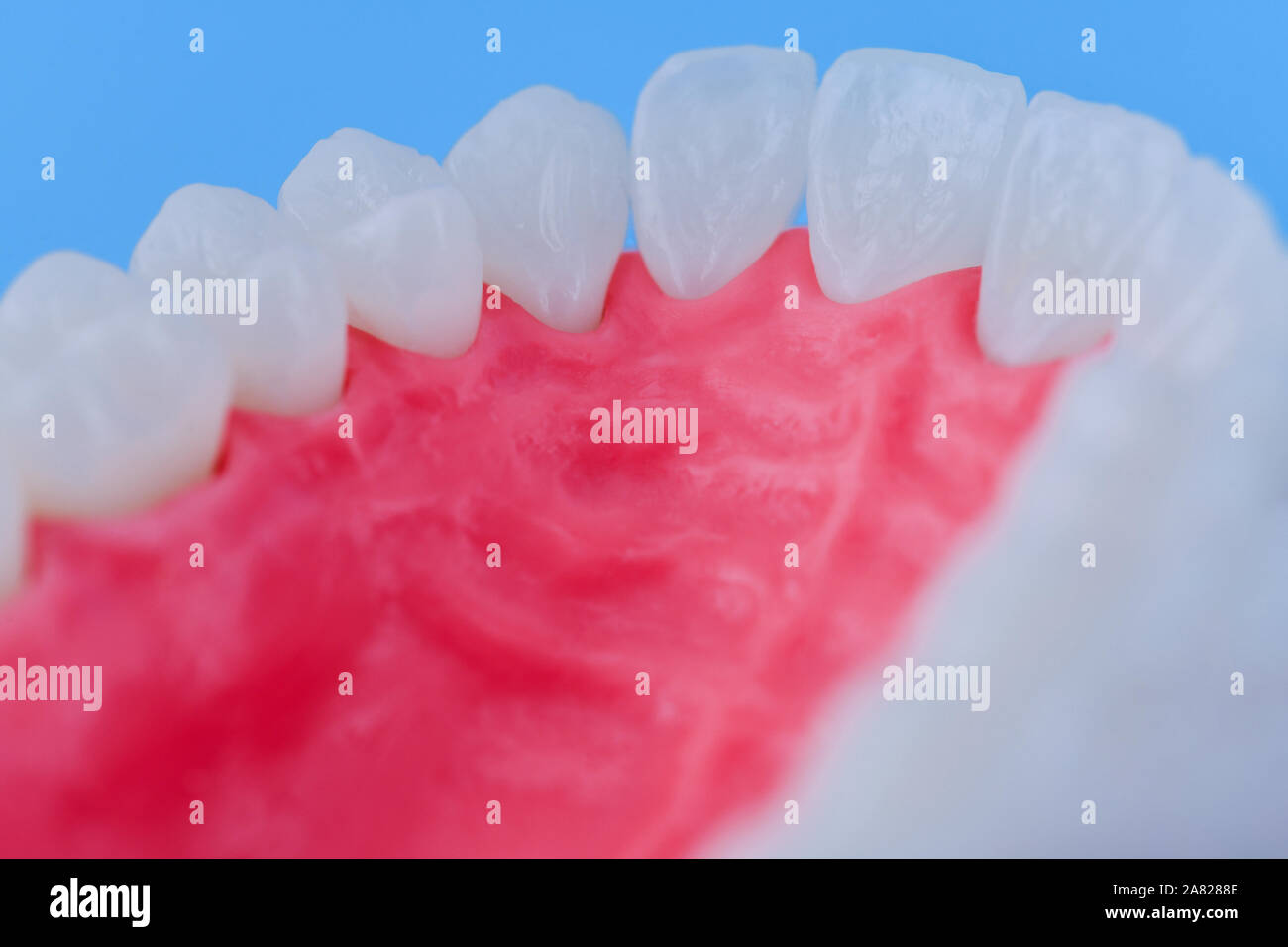 La mâchoire humaine avec l'anatomie des dents et des gencives en illustration médicale modèle ...