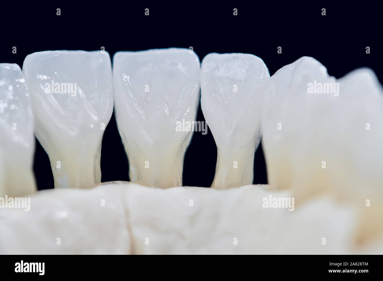 La mâchoire inférieure de l'anatomie des dents avec illustration ...