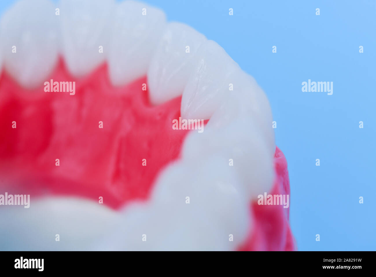La mâchoire inférieure de l'anatomie des dents et des gencives avec ...