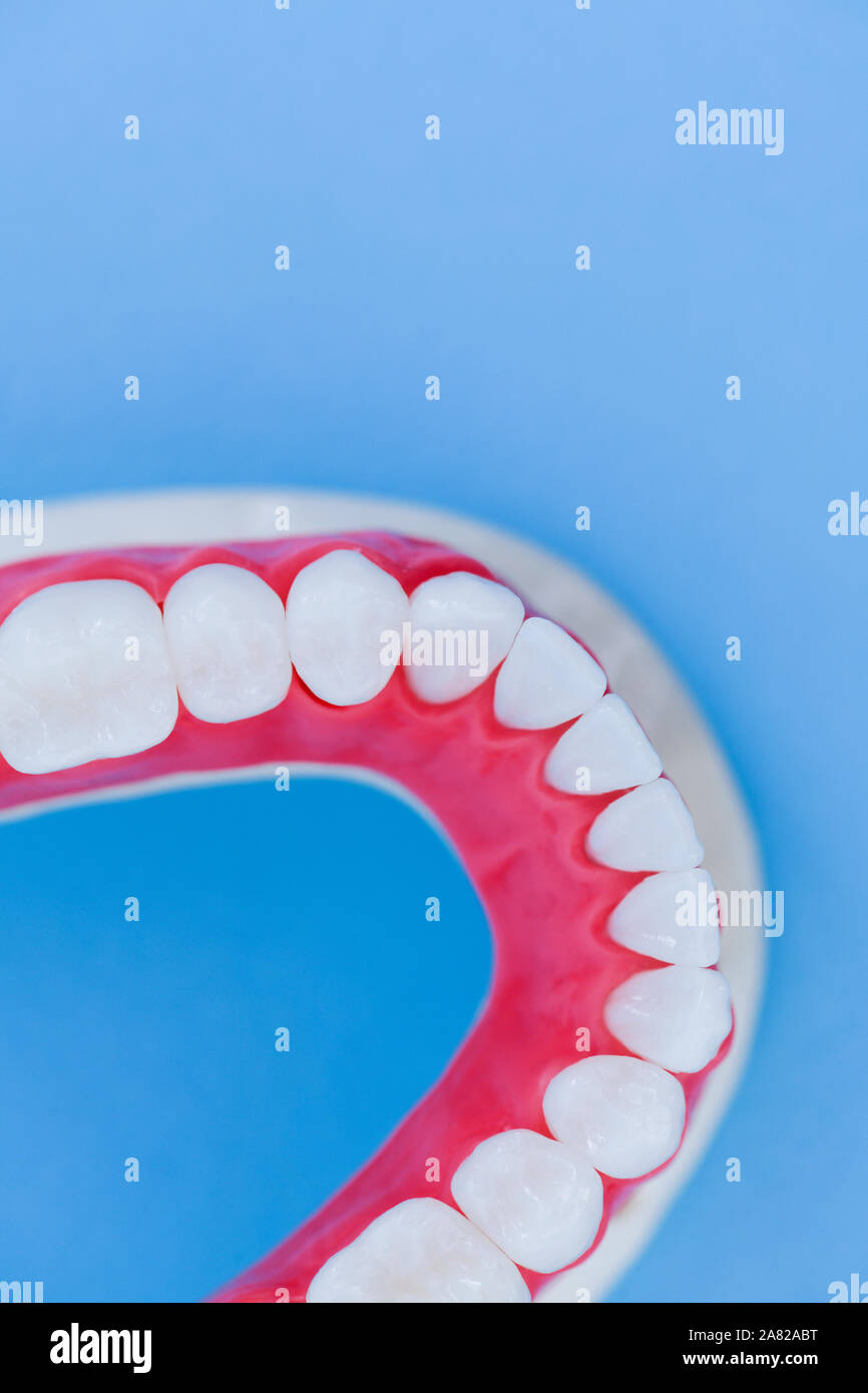 La mâchoire inférieure de l'anatomie des dents et des gencives avec ...