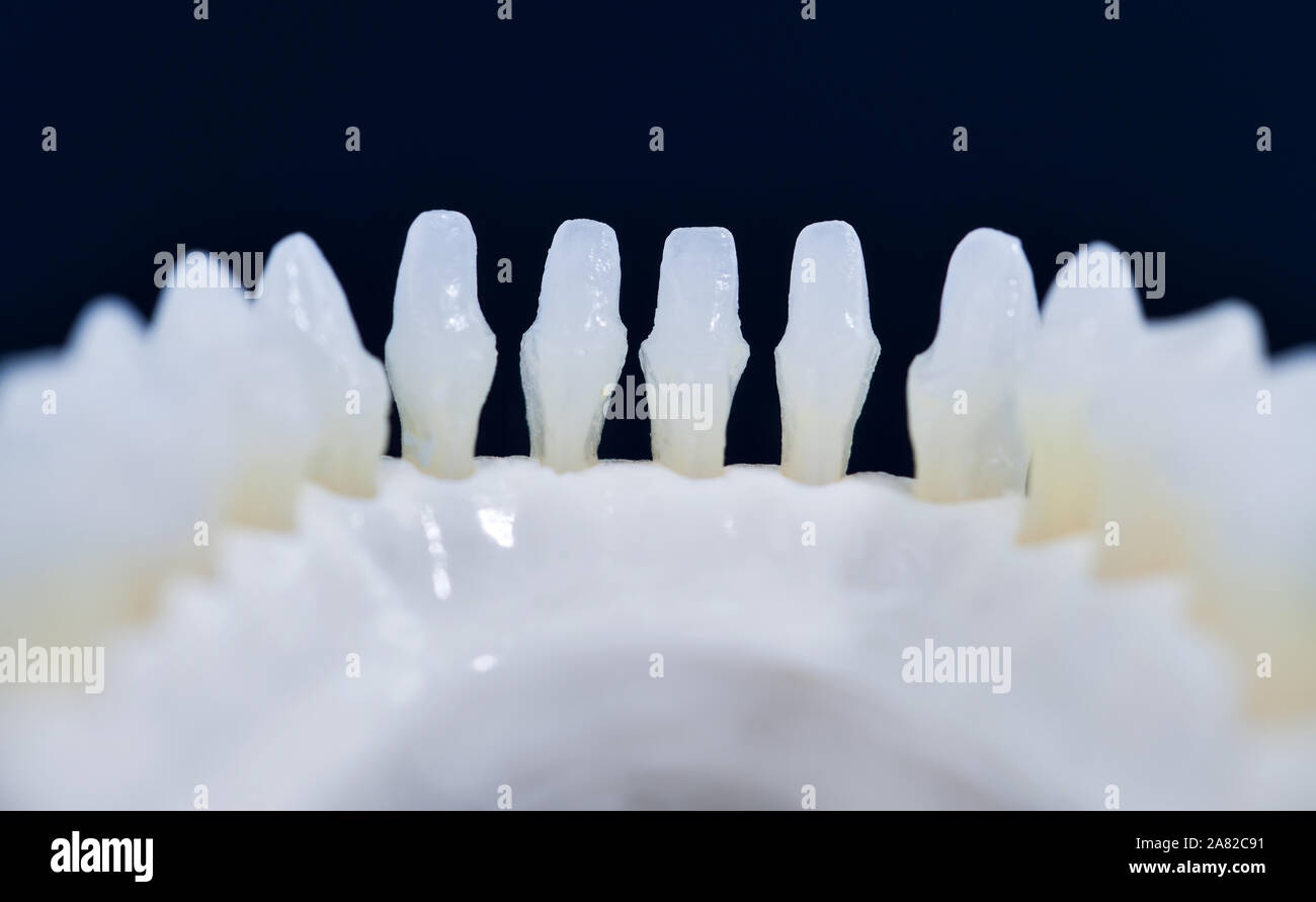 La mâchoire inférieure de l'anatomie des dents avec illustration ...
