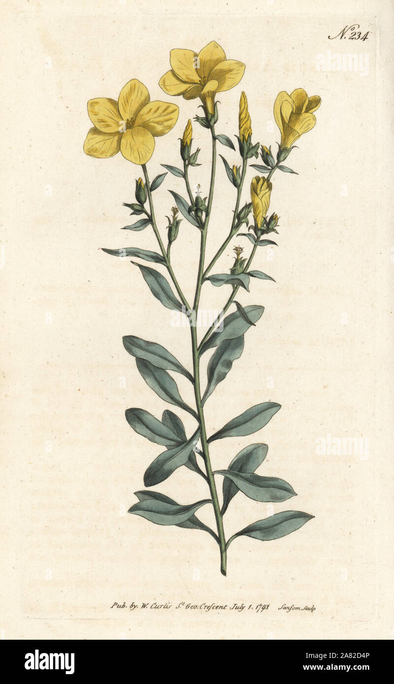 Arbre lin linum arboreum Banque de photographies et d’images à haute ...